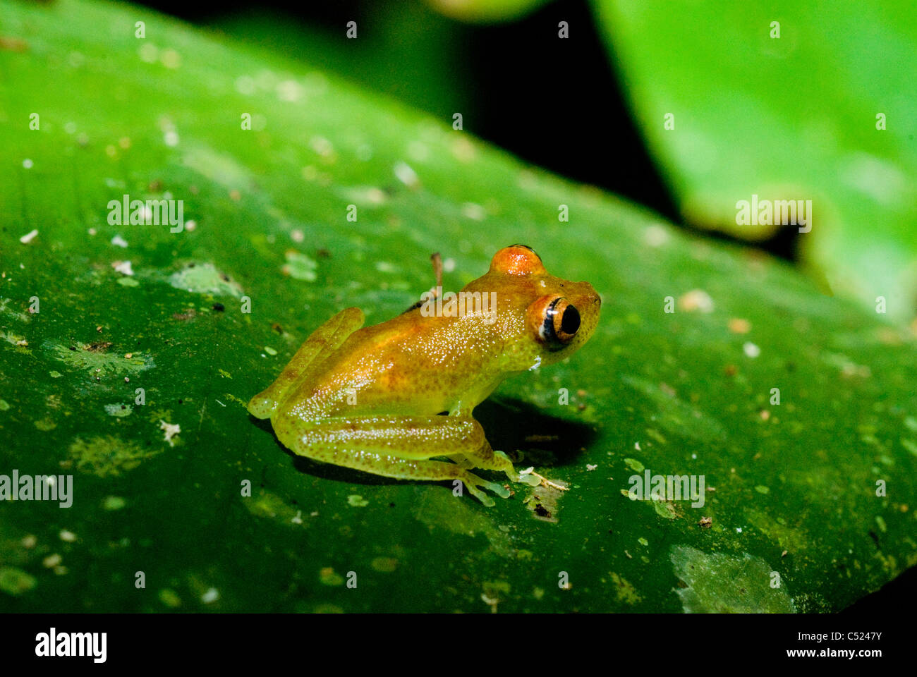 Jungle rainforest frog hi-res stock photography and images - Alamy
