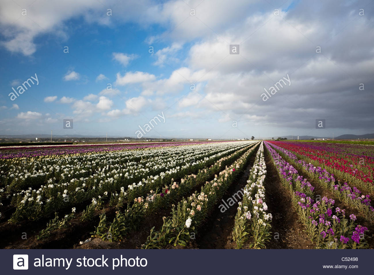 The Flower Fields High Resolution Stock Photography and Images - Alamy