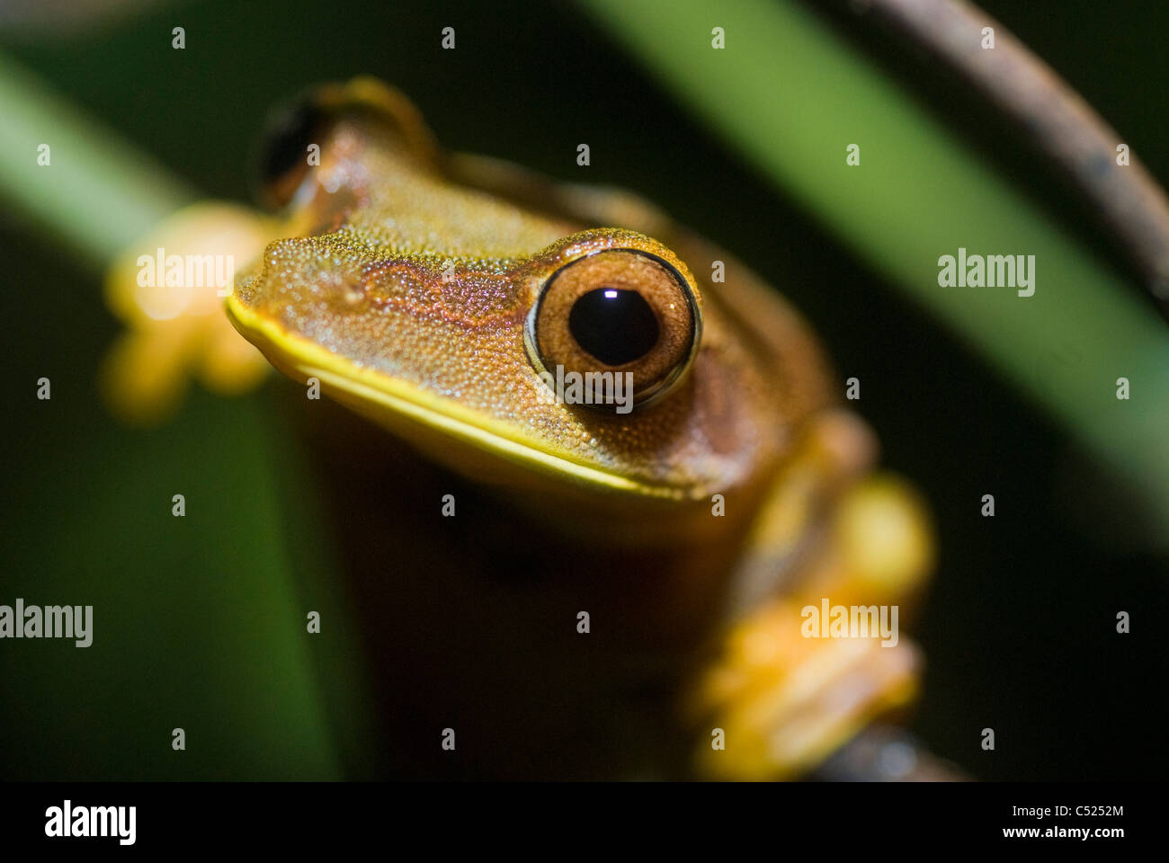 Juvenile tree frog (Hypsiboas calcarata) in the Amazon rainforest in ...