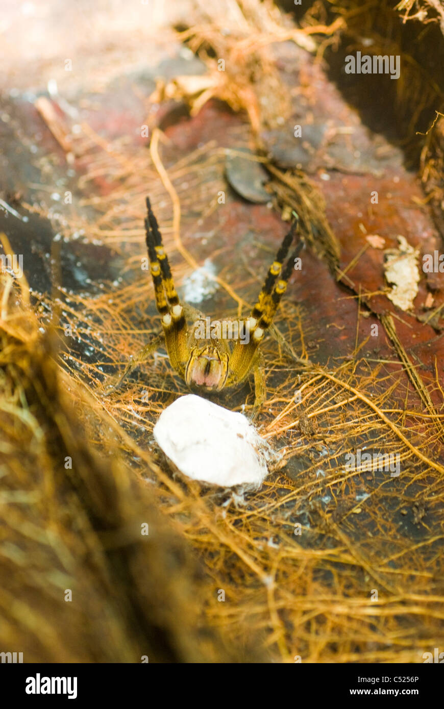 Wandering spider (Family Ctenidae; Phoneutria) defending egg mass in ...