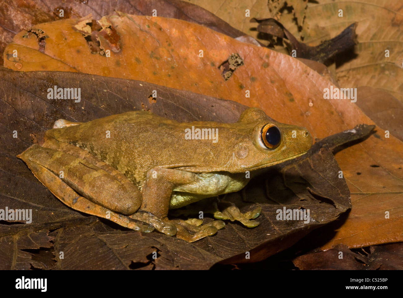Giant gladiator frog (Hypsiboas boans) in the Amazon rainforest in ...