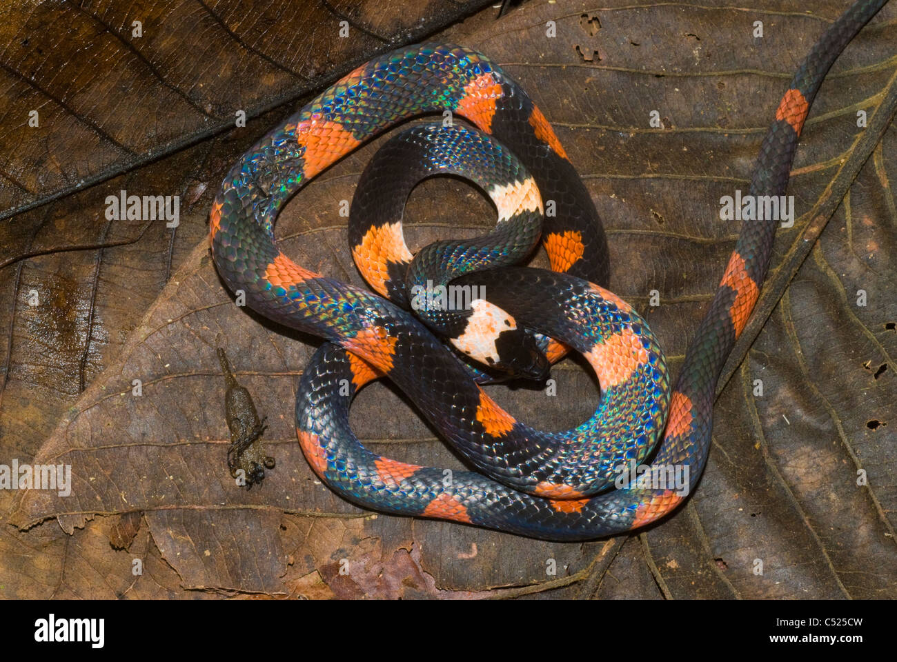 Calico snake (Oxyrhopus petola) in the Amazon rainforest in Loreto Peru ...