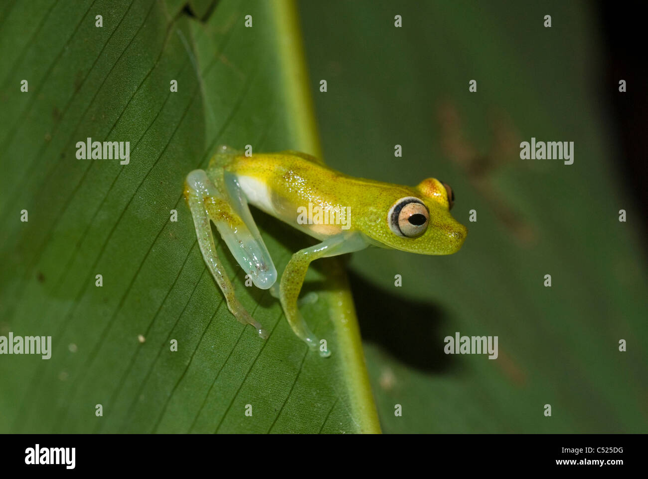 Unclassified frog hi-res stock photography and images - Alamy