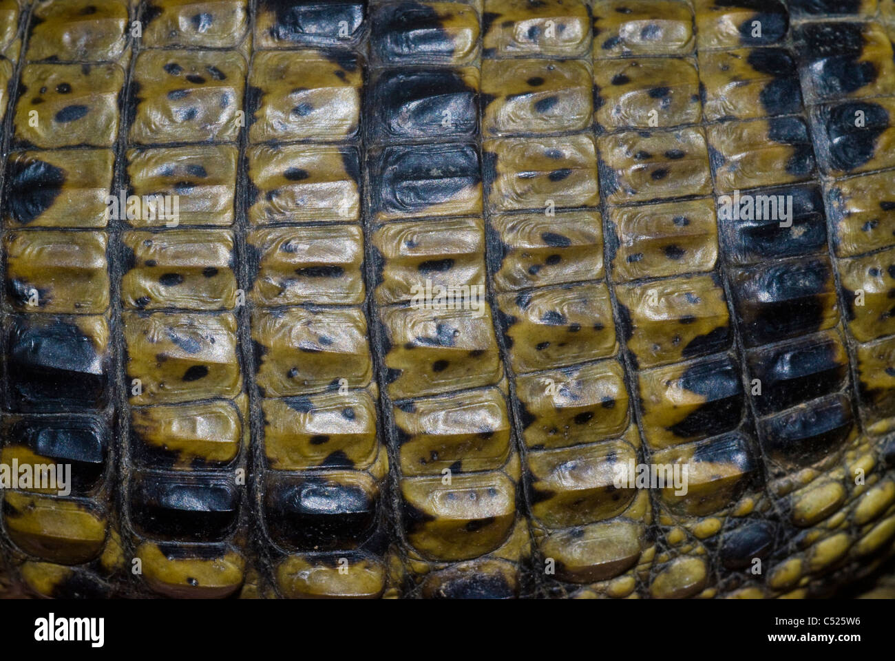 Common caiman skin hi-res stock photography and images - Alamy
