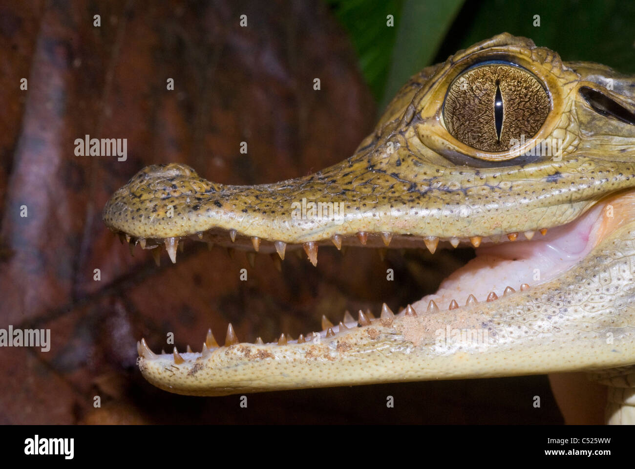 Spectacled caiman (Caiman crocodilus) on Rio El Tigre in Loreto Peru ...