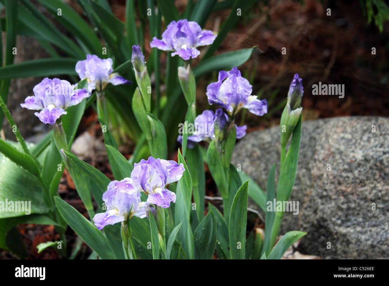 Purple dwarf Irises Stock Photo - Alamy