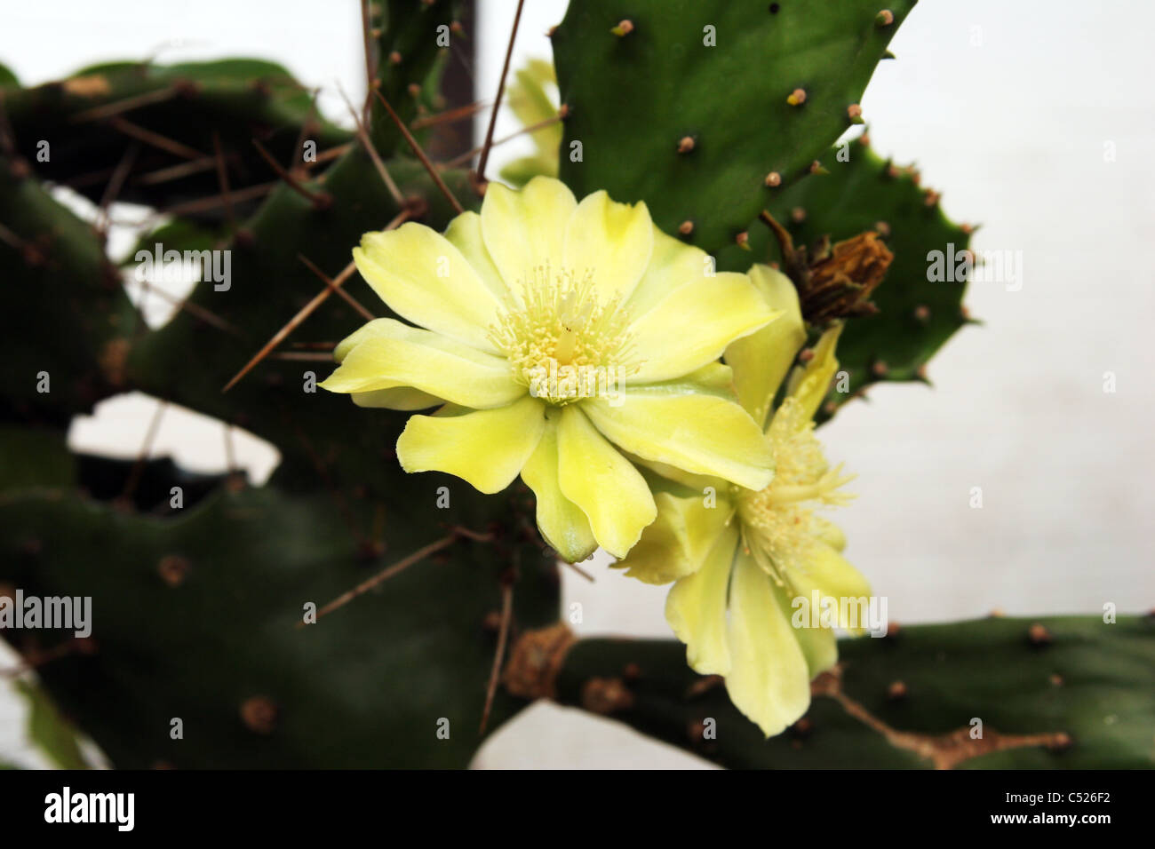Yellow flower cactus Stock Photo - Alamy