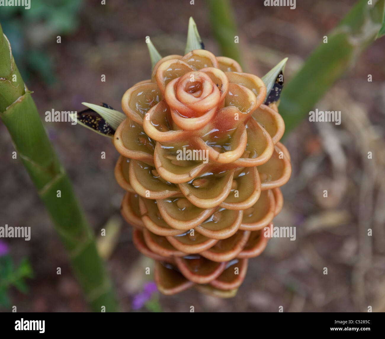 Corn flower hi-res stock photography and images - Alamy