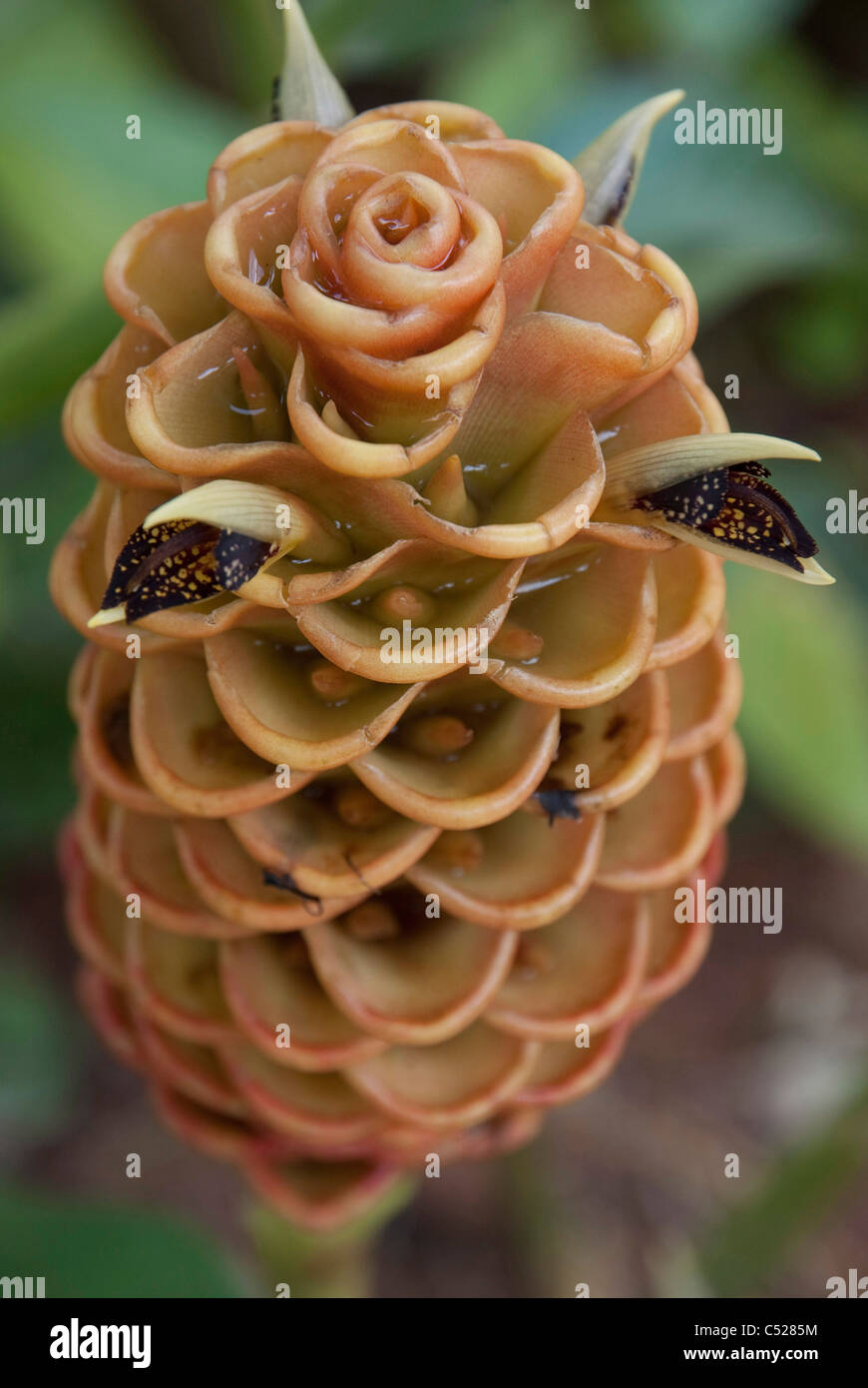 Corn flower hi-res stock photography and images - Alamy