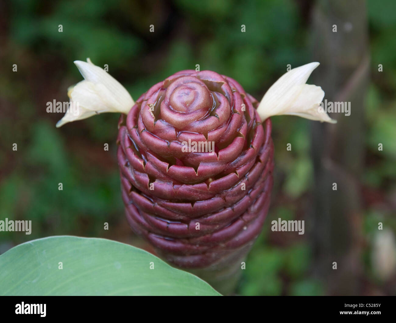 Corn flower hi-res stock photography and images - Alamy