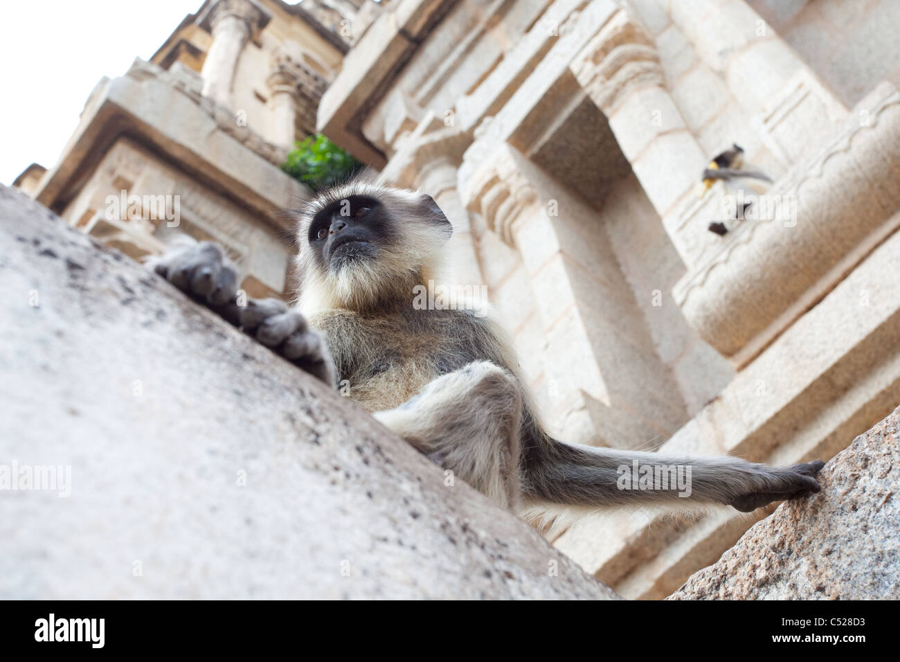 Languar Monkey at a temple in Hampi, India Stock Photo - Alamy