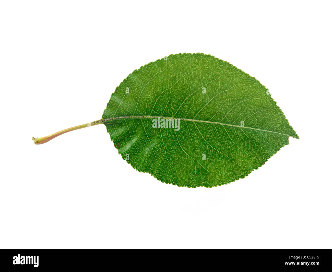 A leaf isolated against a white background Stock Photo - Alamy