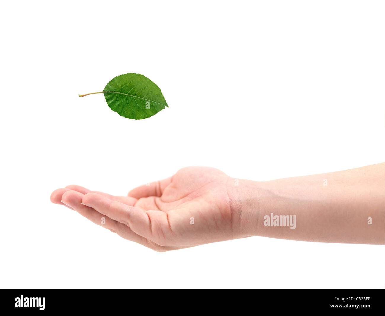 A female hand with leaves isolated against a white background Stock ...