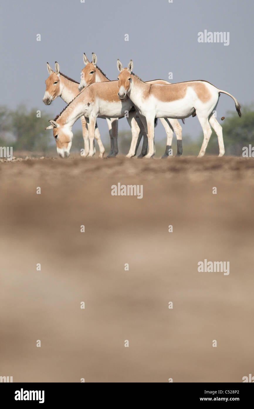 Indian Wild Ass in Little Rann of Kutch Stock Photo - Alamy