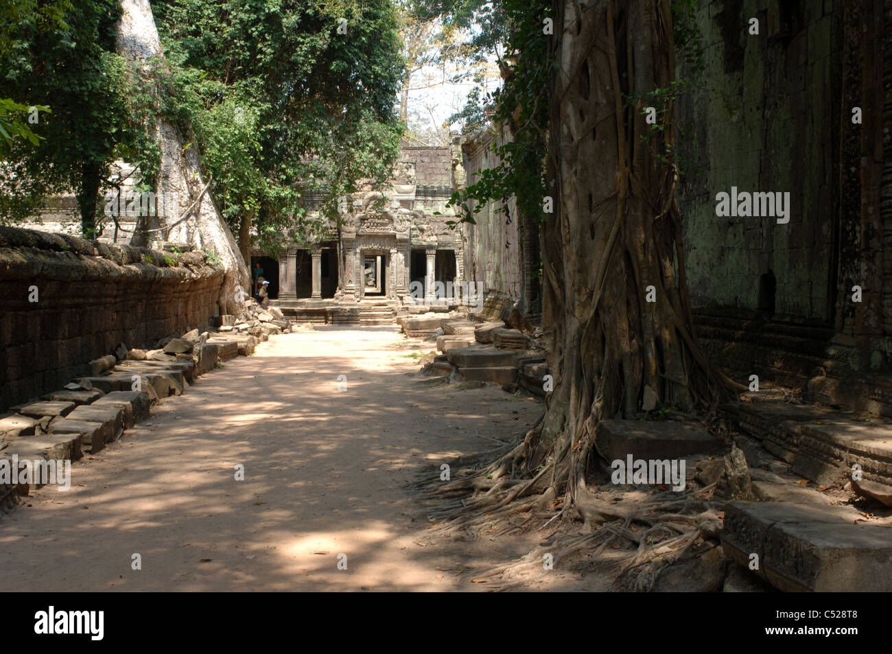 Ta Prohm, Angkor Wat, Cambodia Stock Photo - Alamy