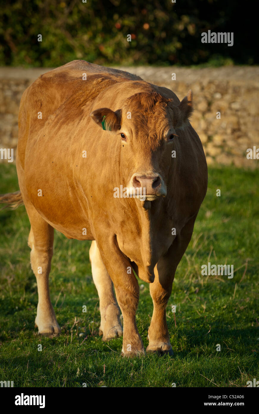 bullock hi-res stock photography and images - Alamy