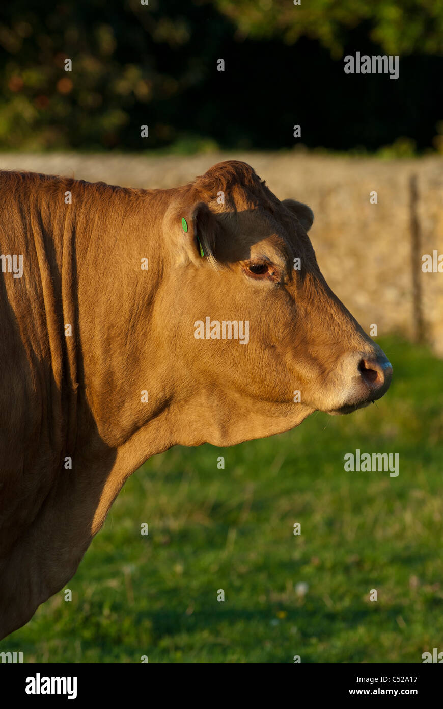 The head of a Limousin bullock Stock Photo - Alamy