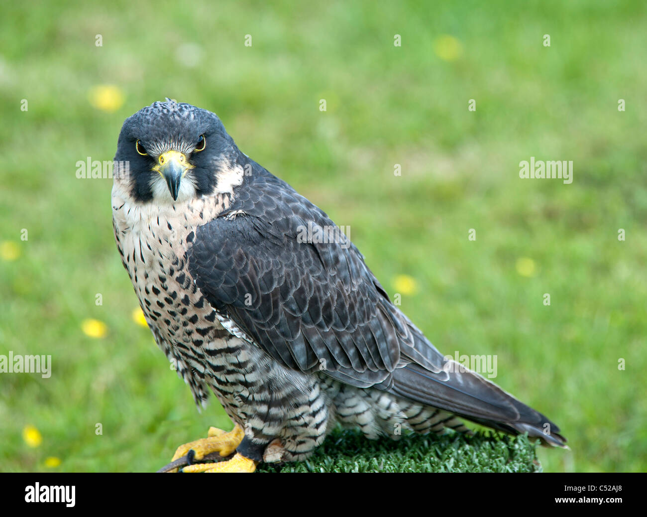 Close up of a Peregrine Falcon Stock Photo - Alamy