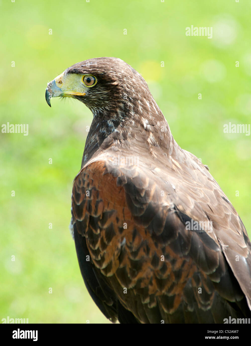 Harris hawk hi-res stock photography and images - Alamy
