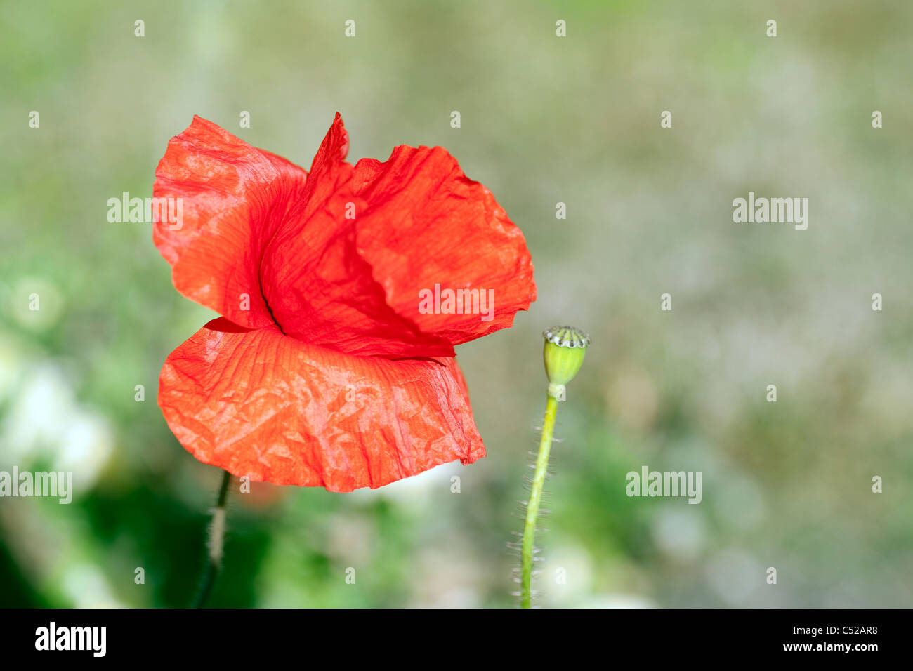 Papaver Rhoeas Seeds High Resolution Stock Photography and Images - Alamy