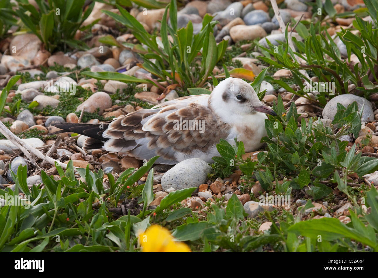 Young black headed gulls hi-res stock photography and images - Alamy