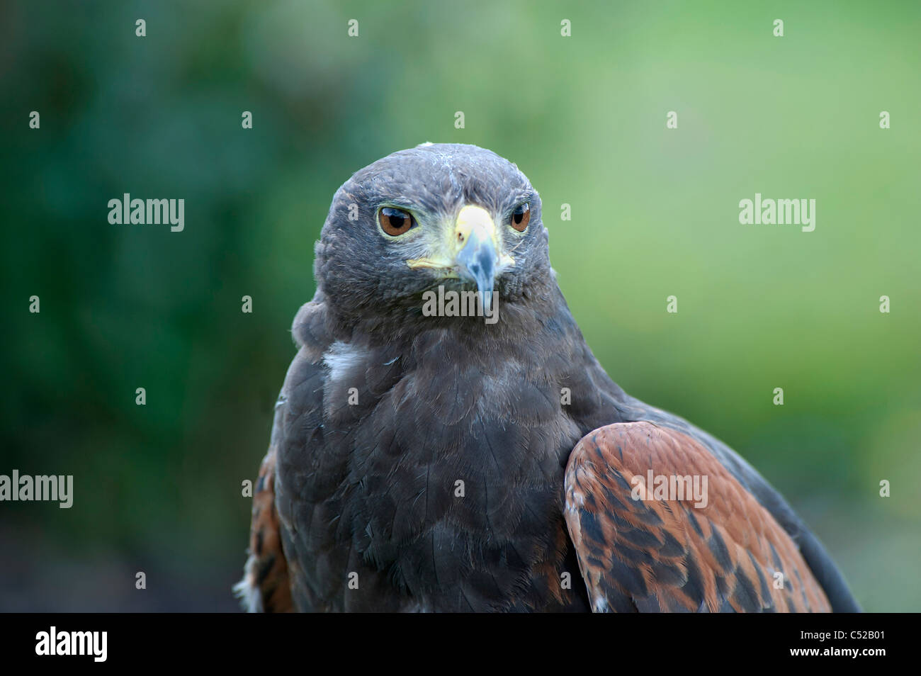 Dark hawk hi-res stock photography and images - Alamy