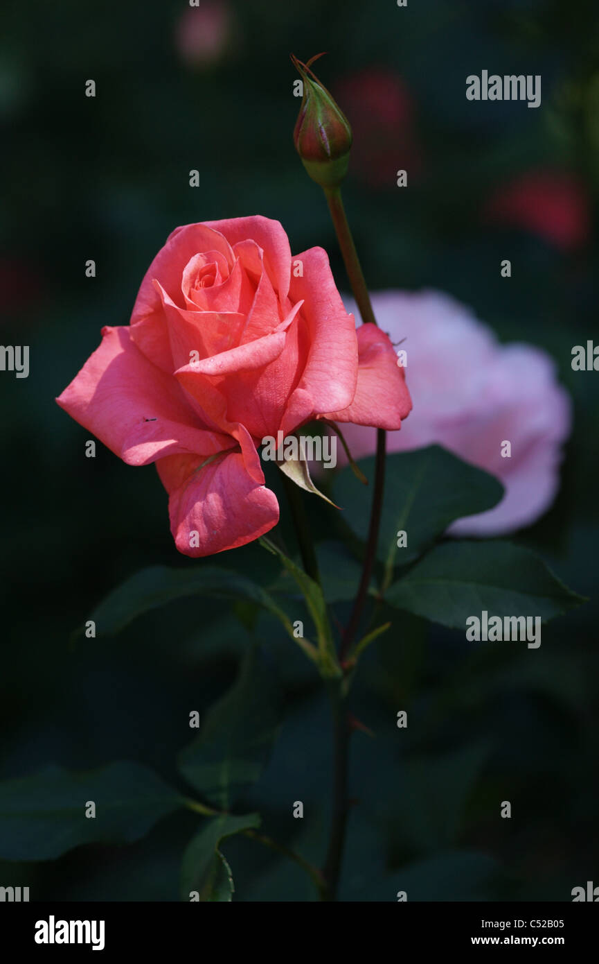 Beautiful pink rose Stock Photo - Alamy