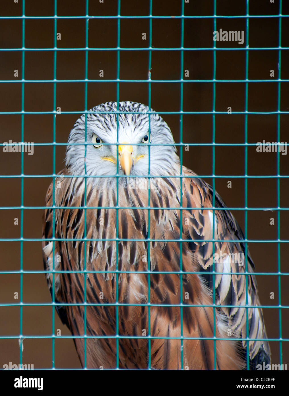 Red Kite inside a barred cage looking at the camera Stock Photo - Alamy