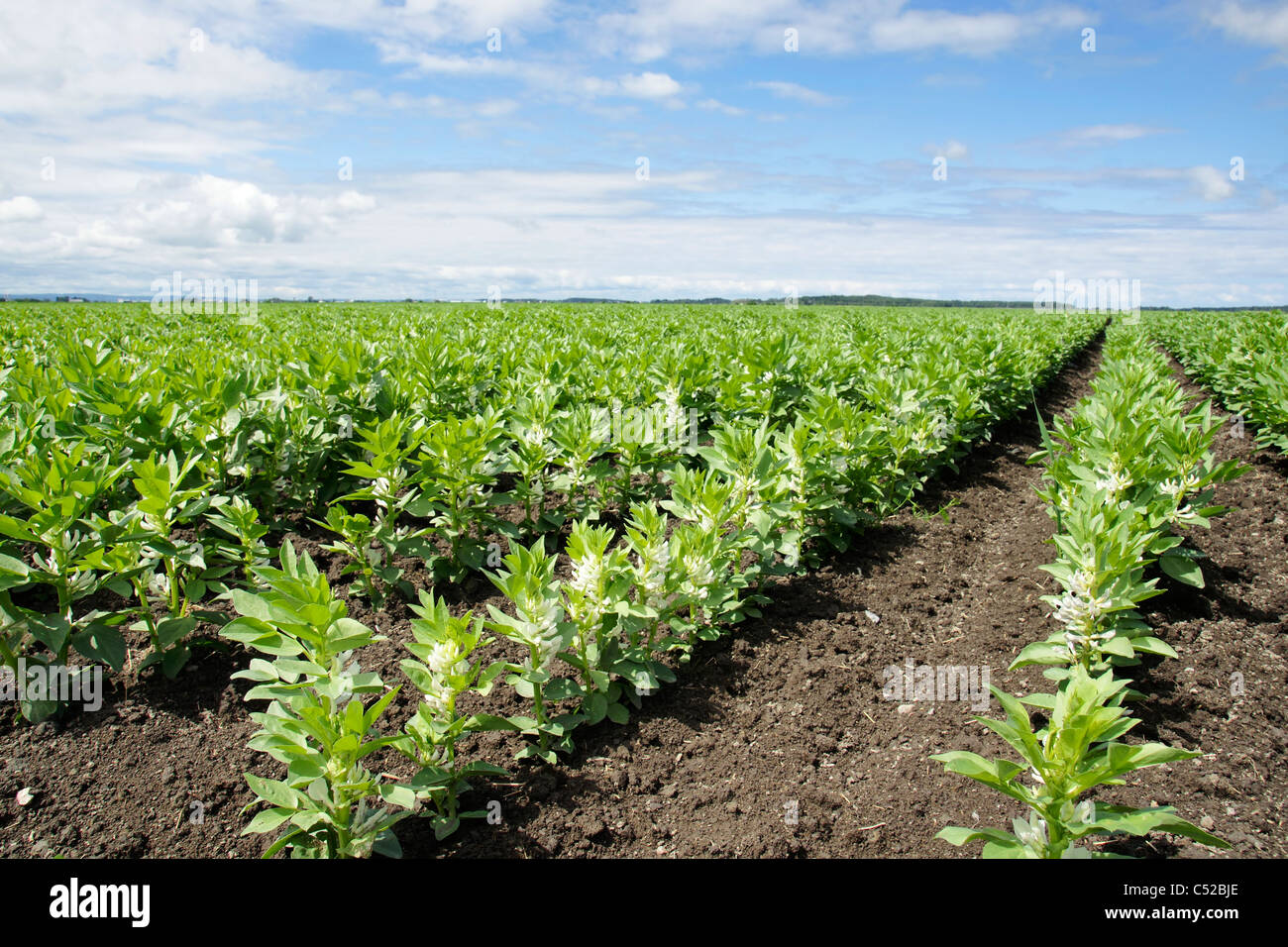 Agriculture field faba bean hi-res stock photography and images - Alamy