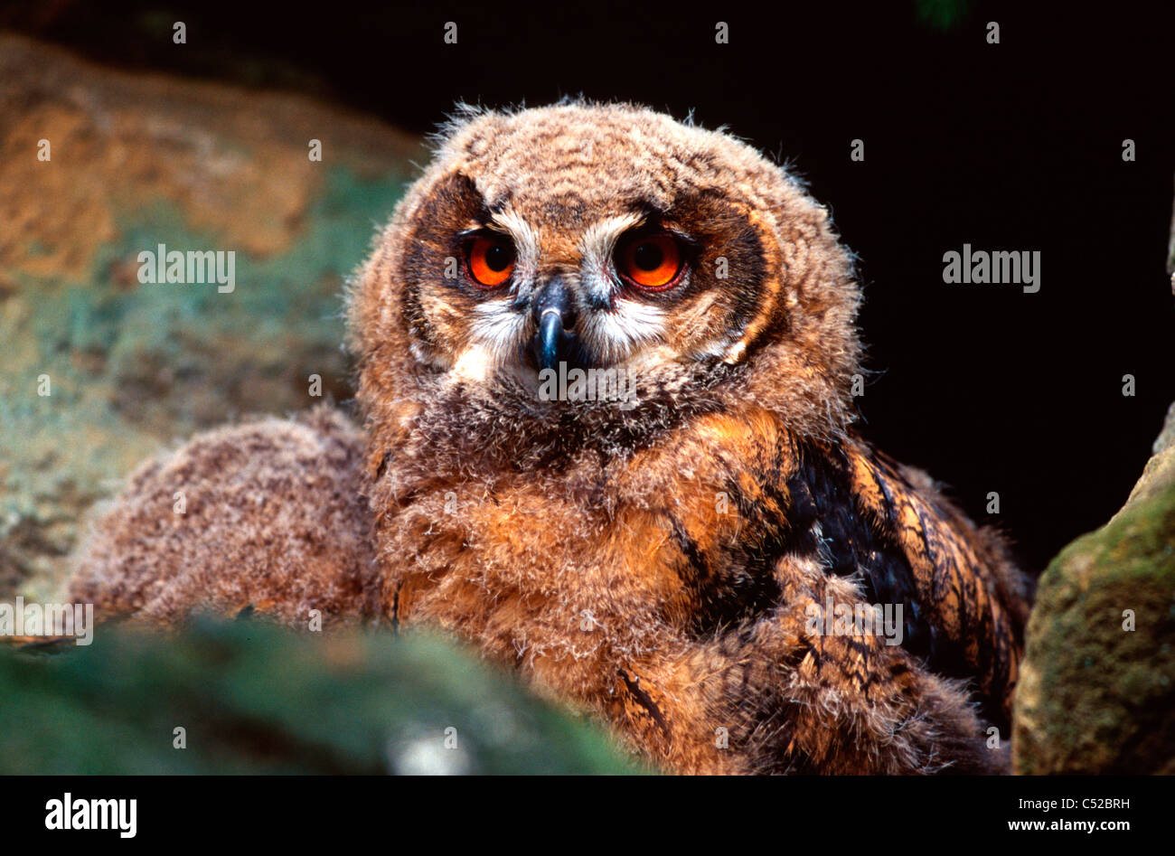 Eagle owl (Bubo bubo Stock Photo - Alamy