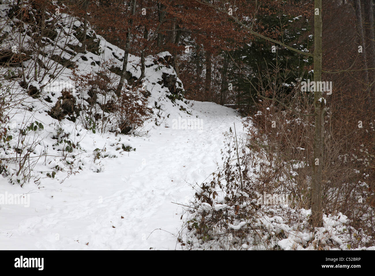 Path running through the forest on the mountainside in Switzerland ...