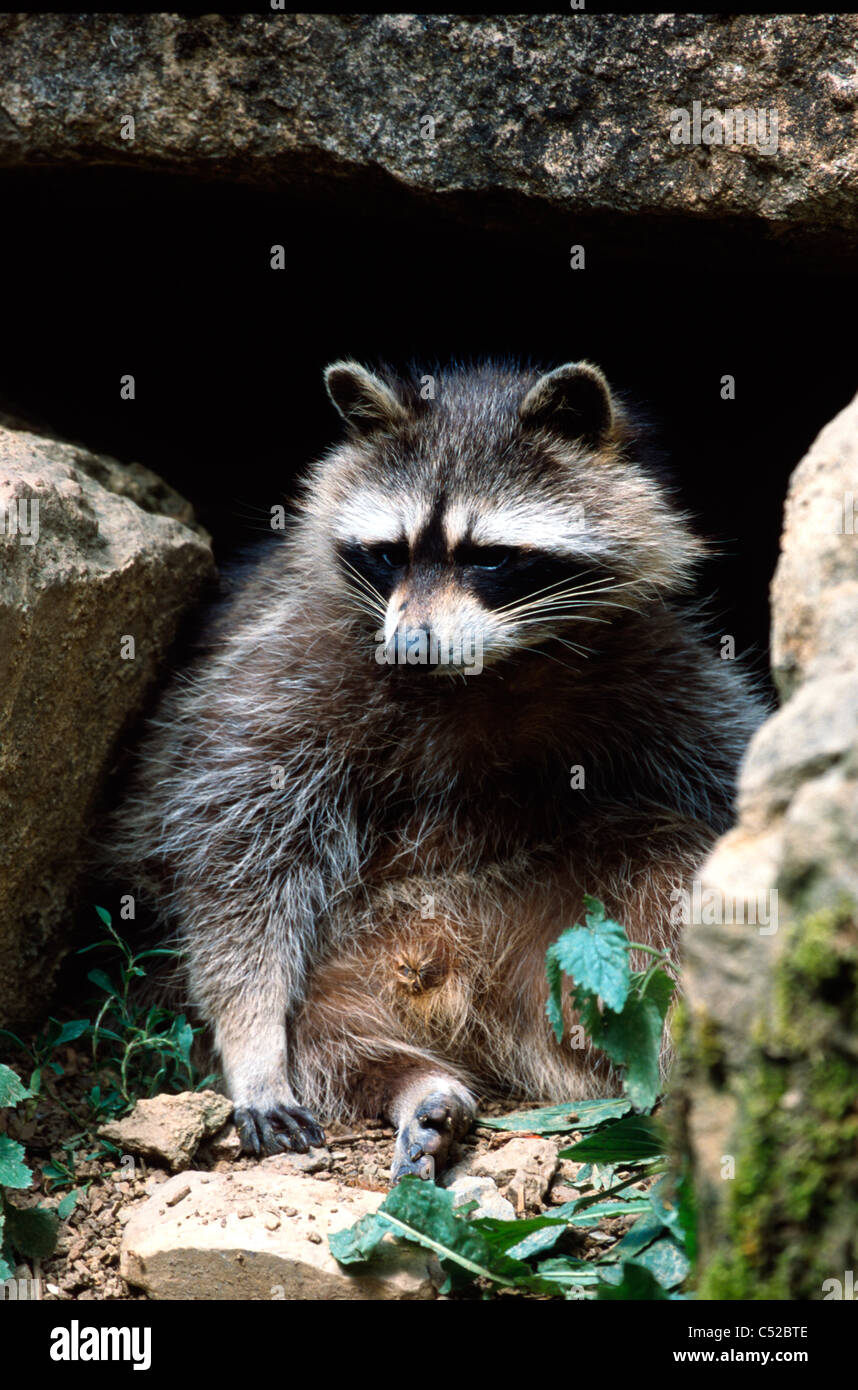Raccoon (Procyon lotor Stock Photo - Alamy