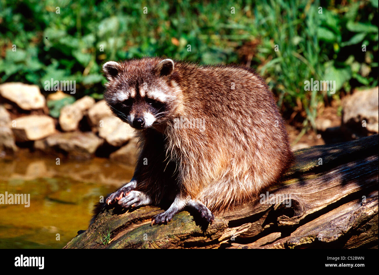 Raccoon (Procyon lotor Stock Photo - Alamy