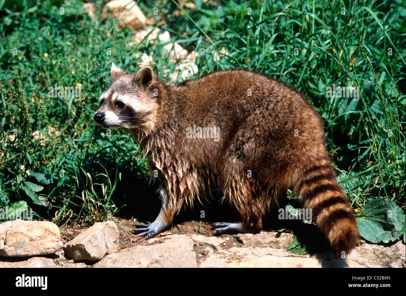 Raccoon (Procyon lotor Stock Photo - Alamy