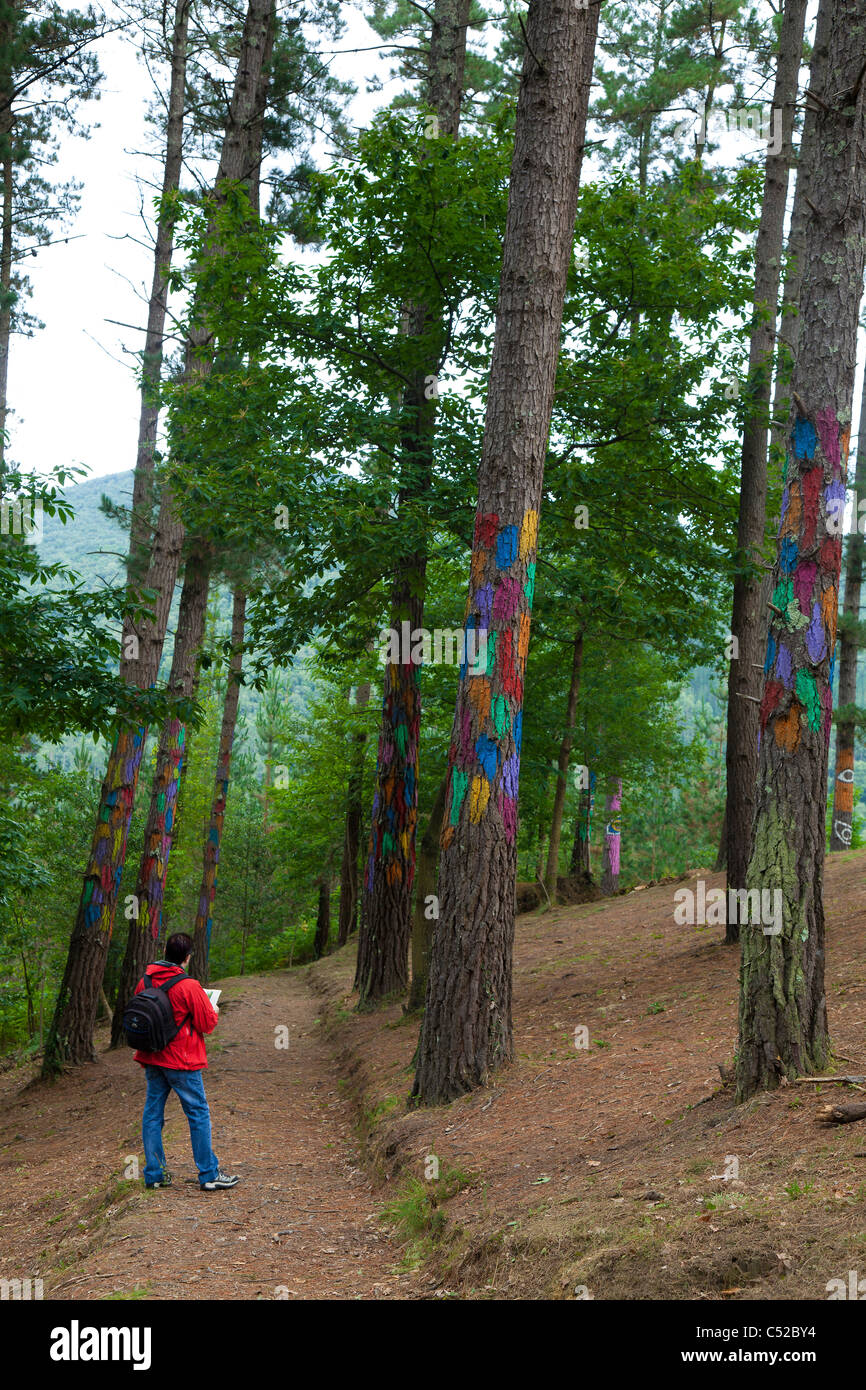 Oma forest, Bizkaia, Basque Country, Spain Stock Photo - Alamy