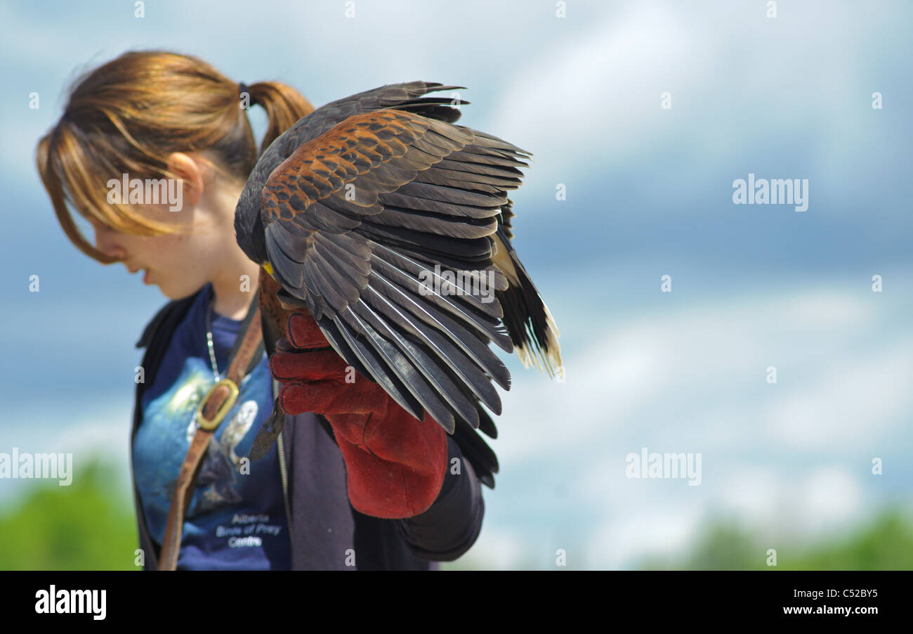 Bird trainer with Harris Hawk at Birds of Centre in Coaldale Alberta ...