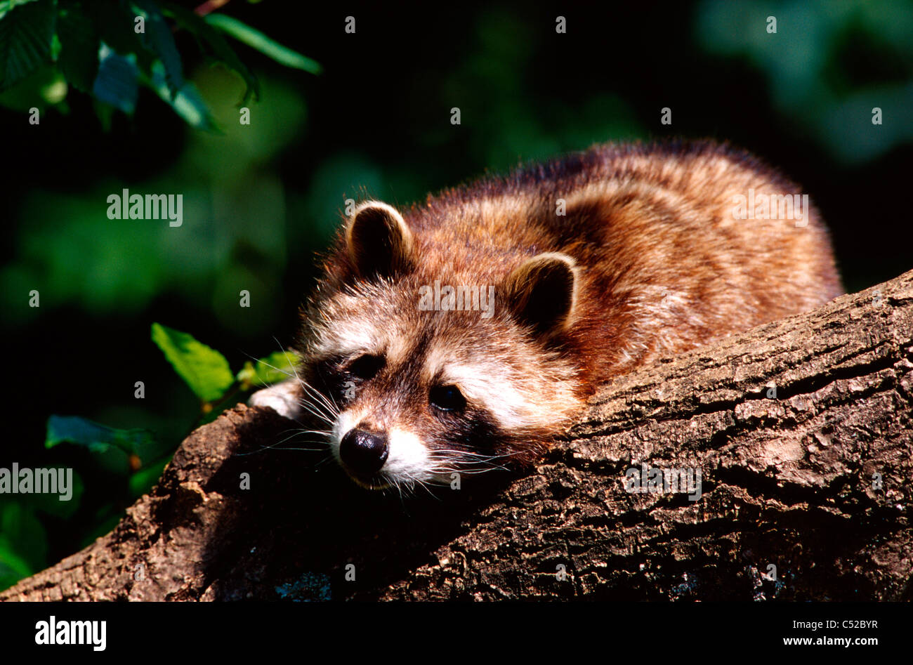Raccoon (Procyon lotor Stock Photo - Alamy