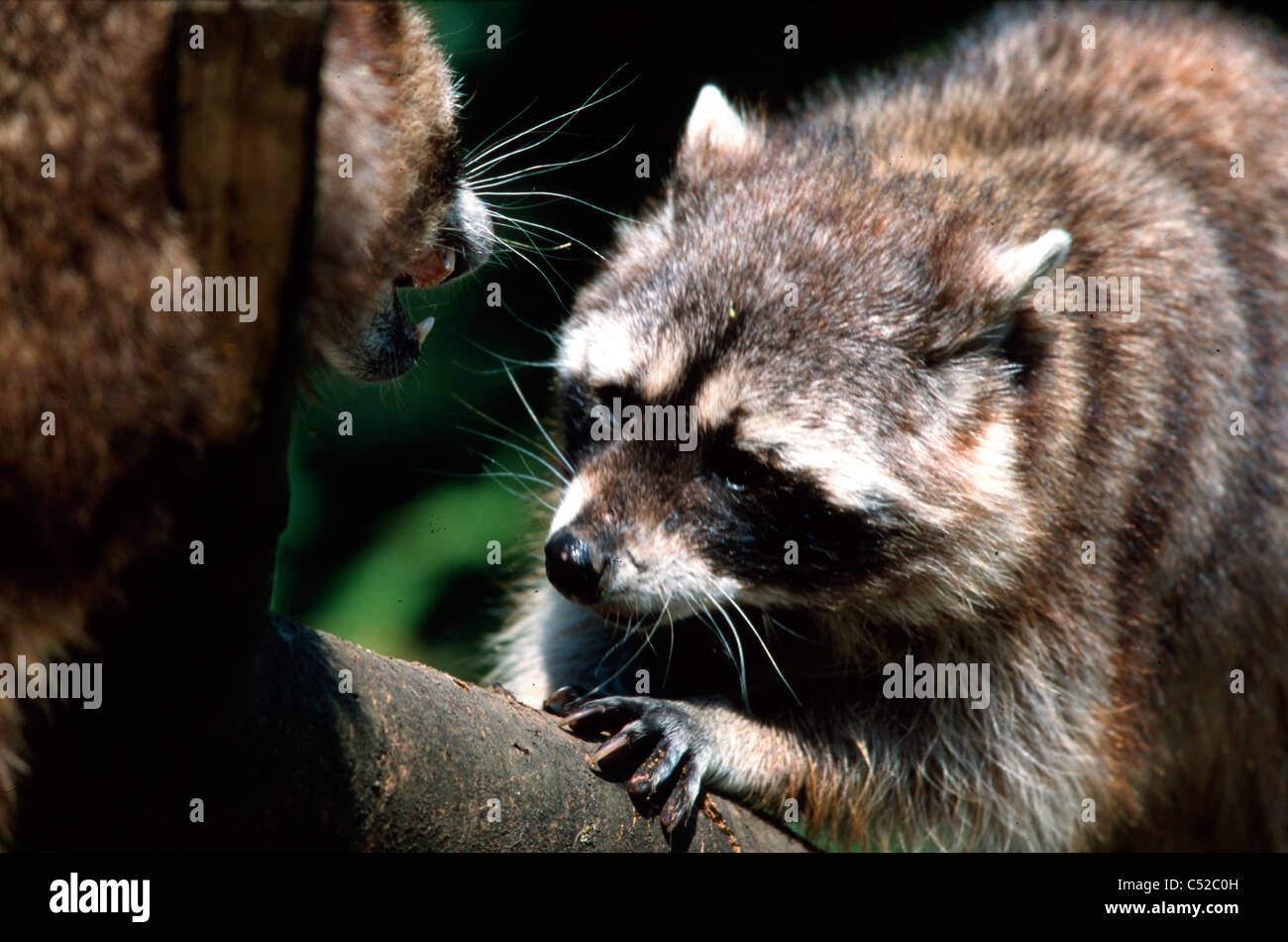 Raccoon (Procyon lotor Stock Photo - Alamy