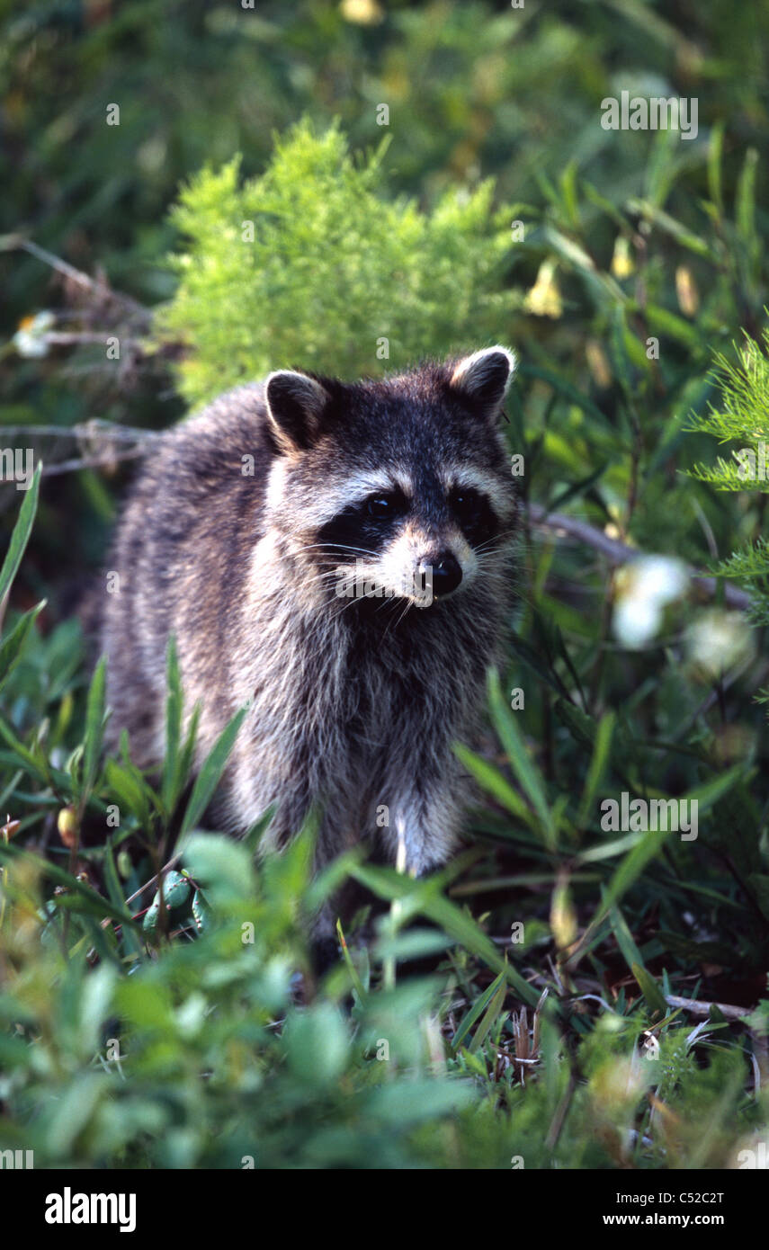 Raccoon (Procyon lotor Stock Photo - Alamy