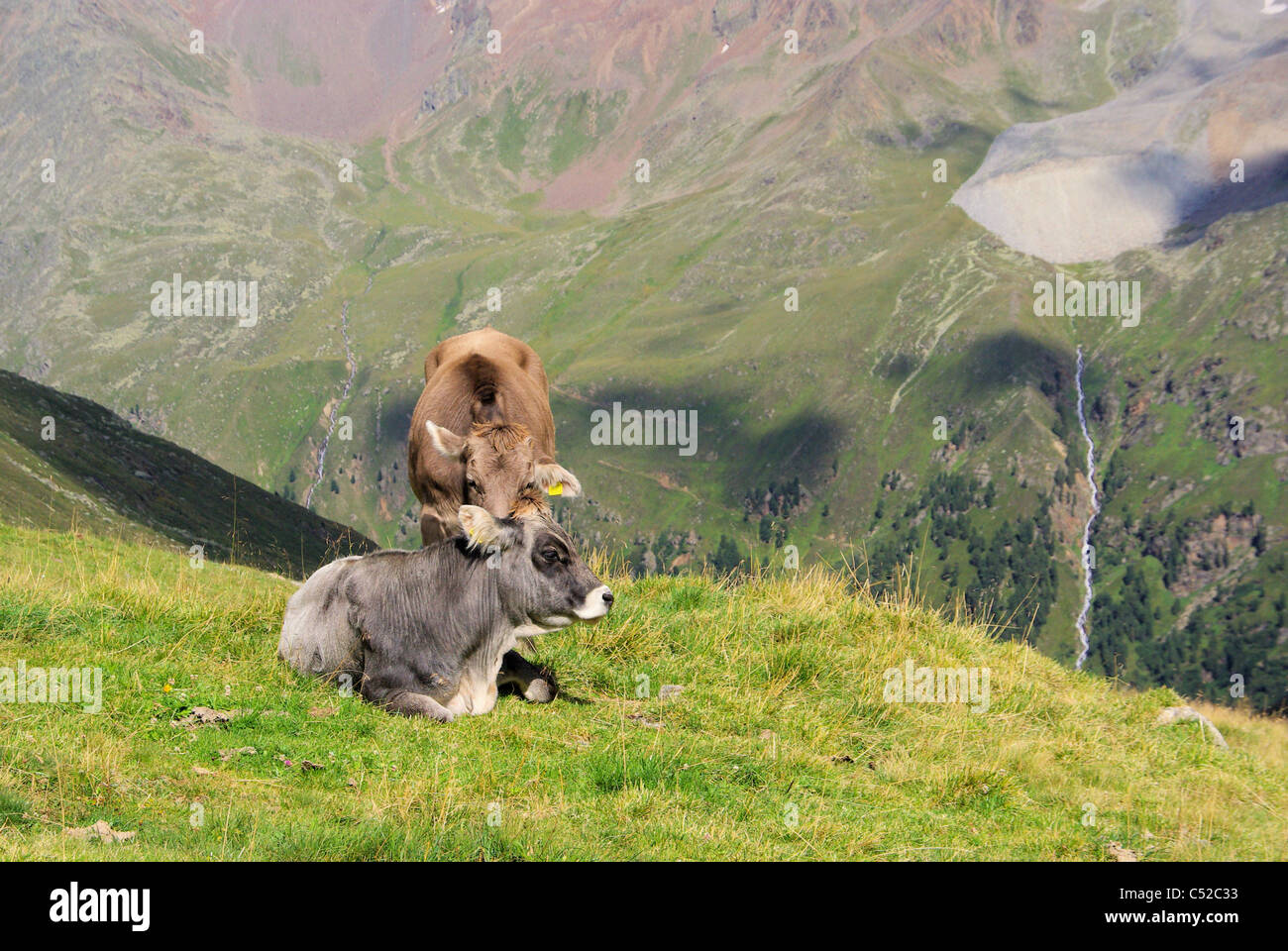 Alm alp animal hi-res stock photography and images - Alamy