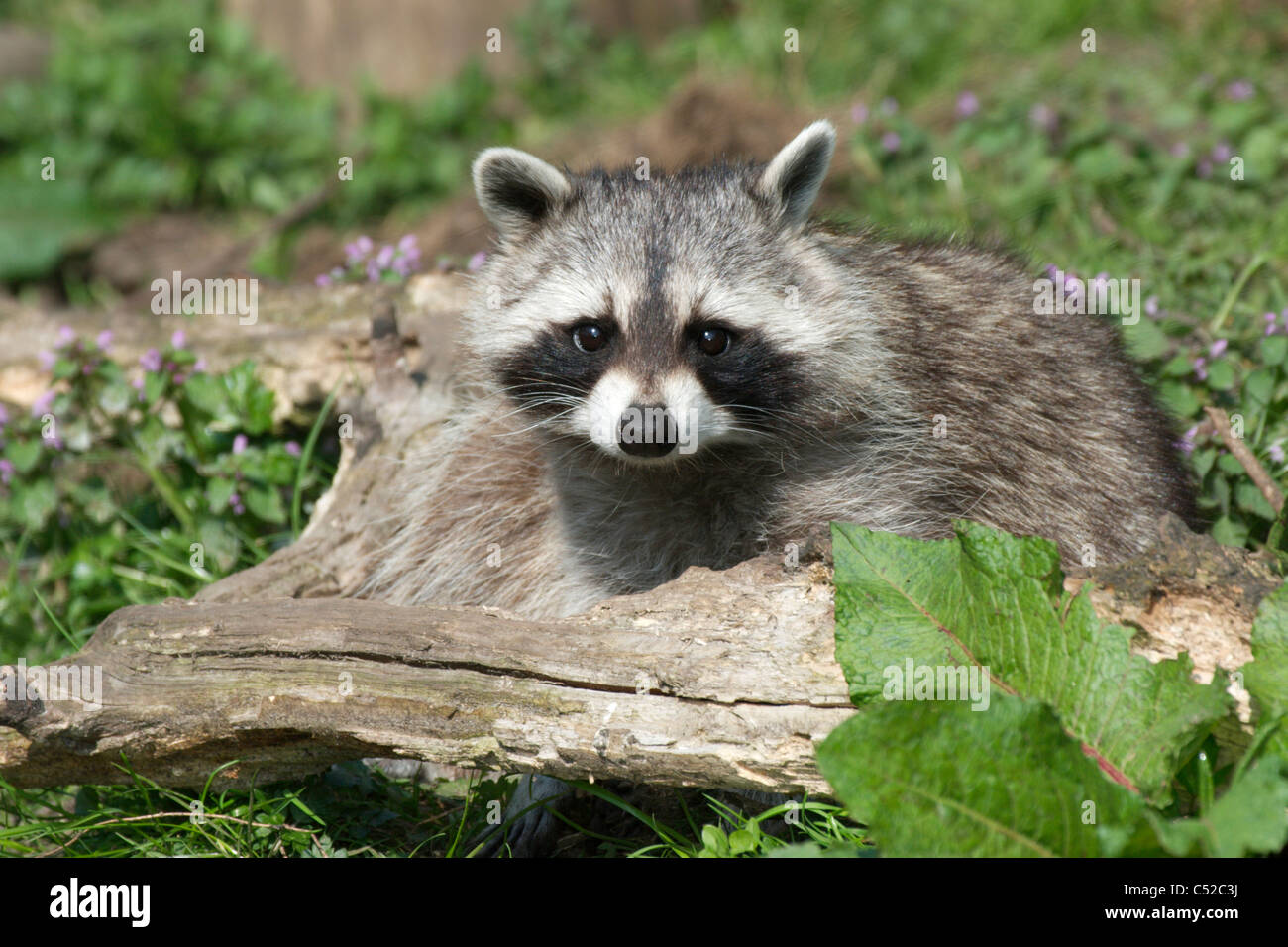 Raccoon (Procyon lotor Stock Photo - Alamy