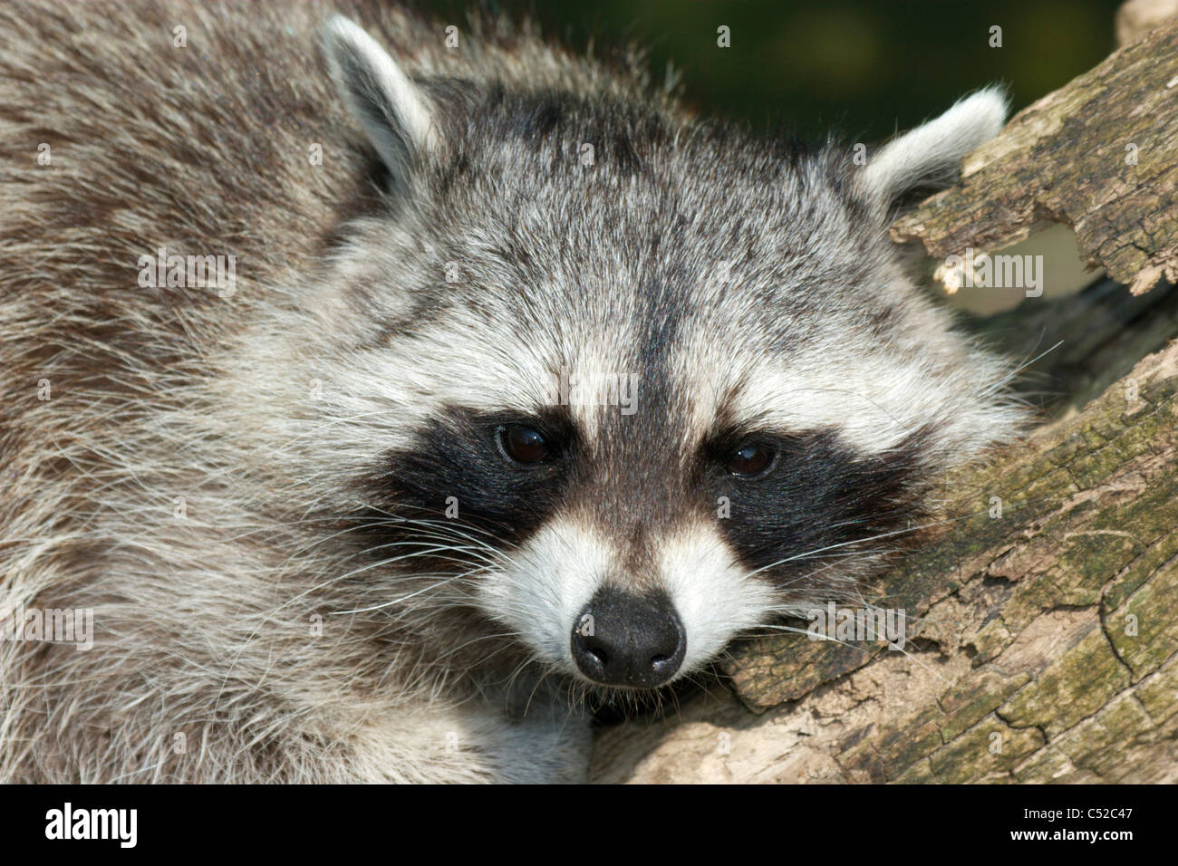 Raccoon (Procyon lotor Stock Photo - Alamy