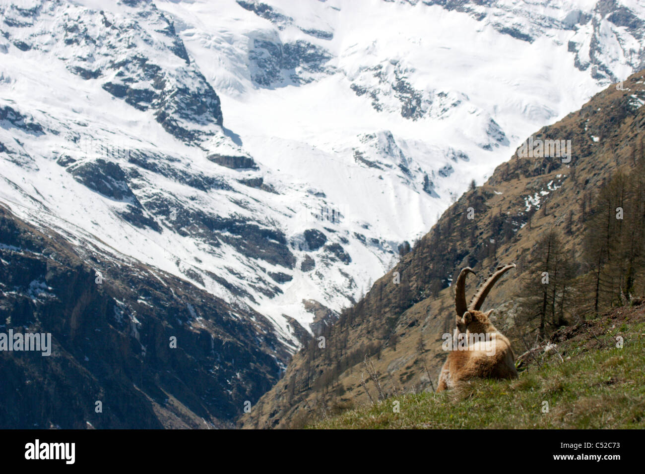 Alpine ibex (Capra ibex Stock Photo - Alamy