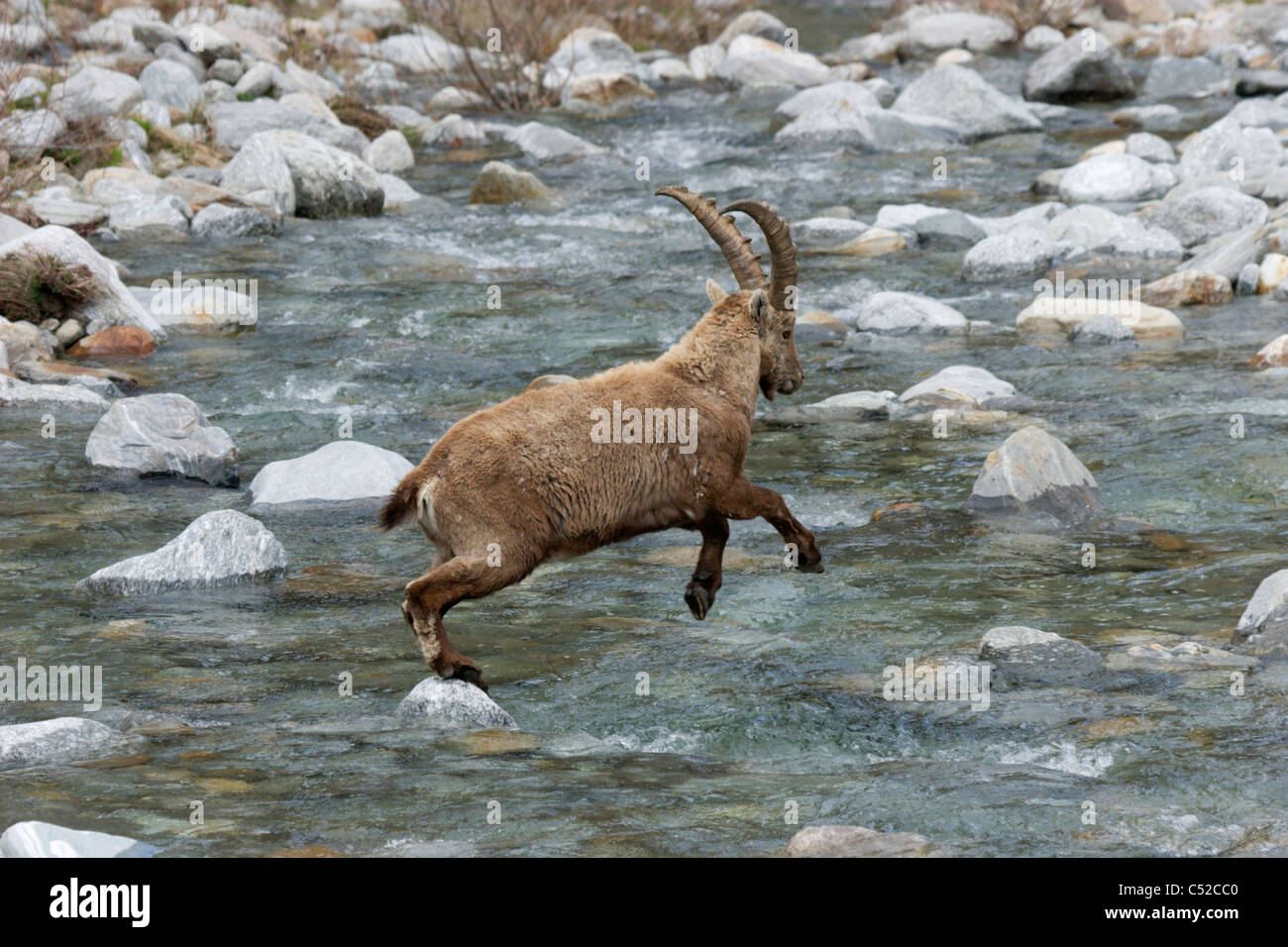 Alpine ibex jumping hi-res stock photography and images - Alamy