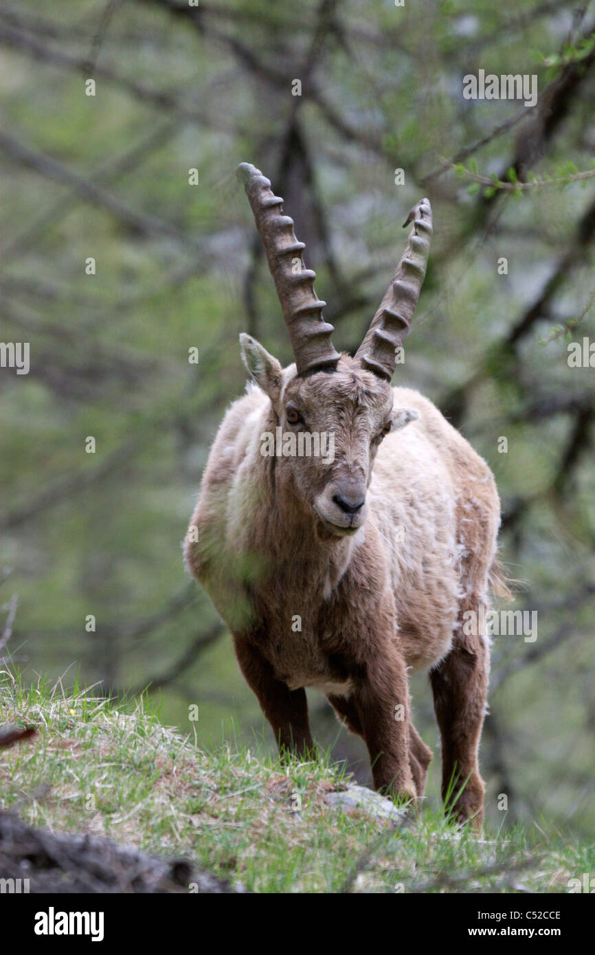 Alpine ibex (Capra ibex Stock Photo - Alamy