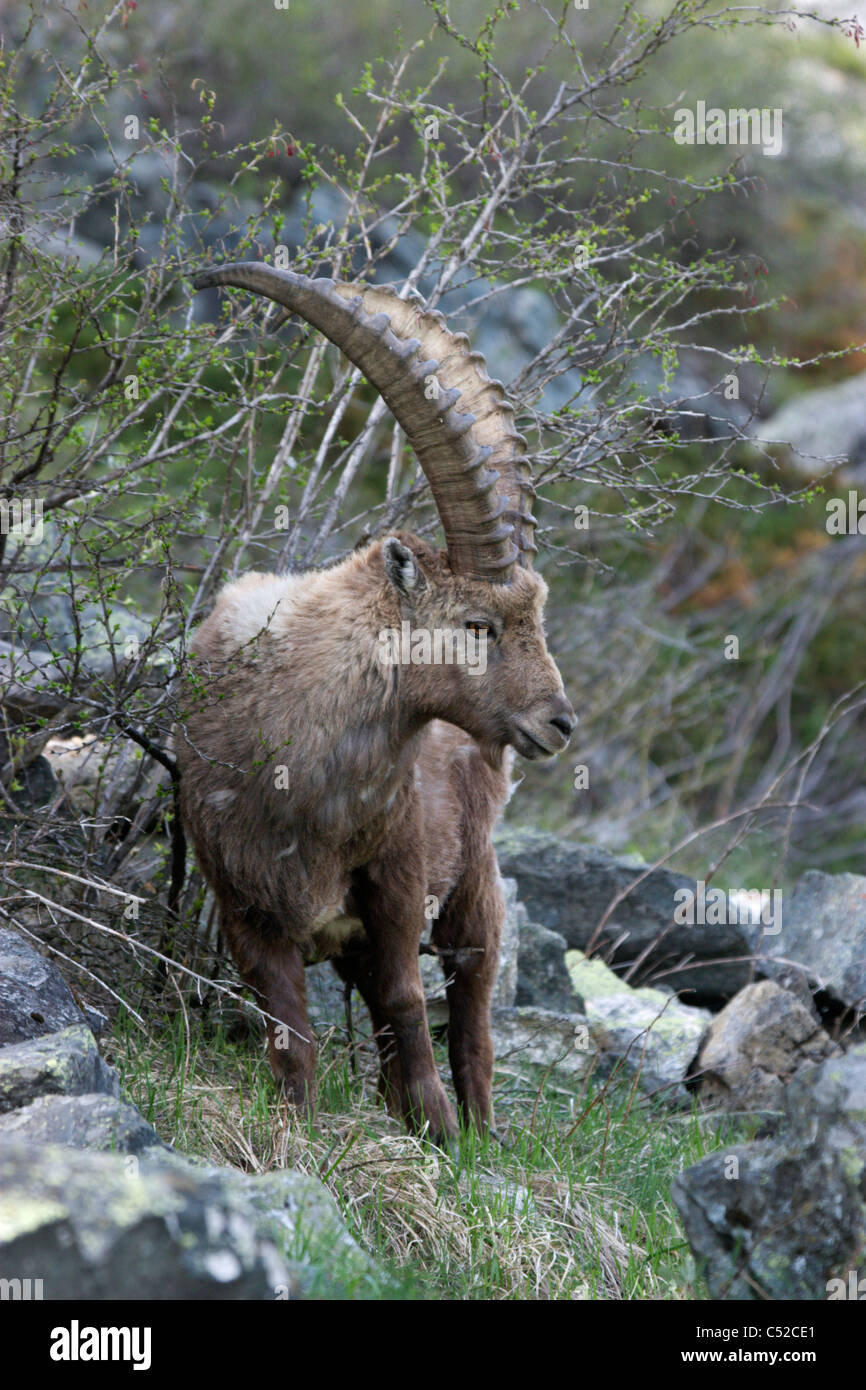 Alpine ibex (Capra ibex Stock Photo - Alamy