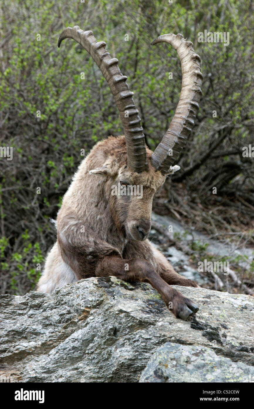Alpine ibex (Capra ibex Stock Photo - Alamy
