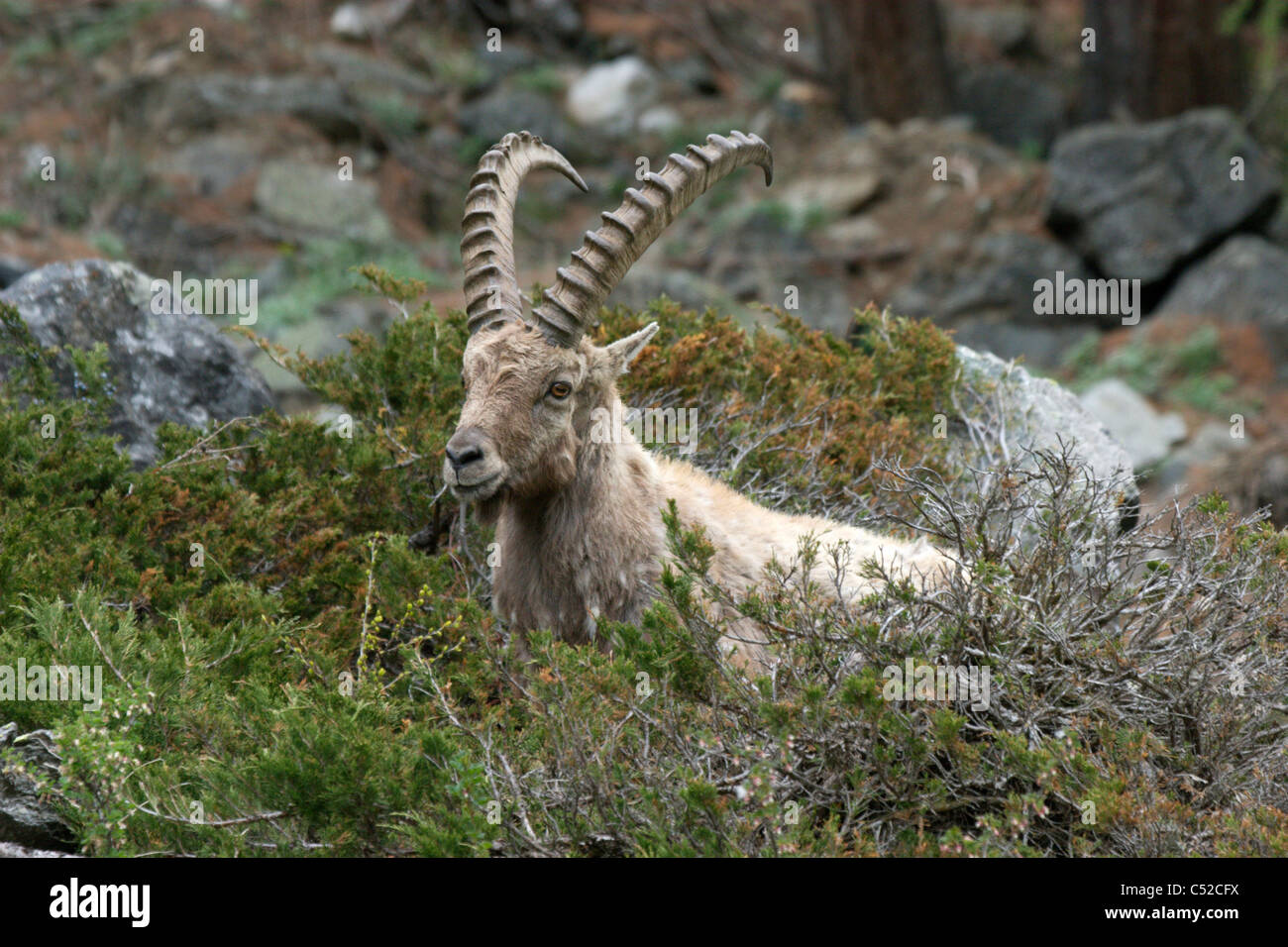 Alpine ibex (Capra ibex Stock Photo - Alamy
