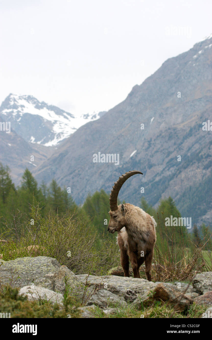 Alpine ibex (Capra ibex Stock Photo - Alamy