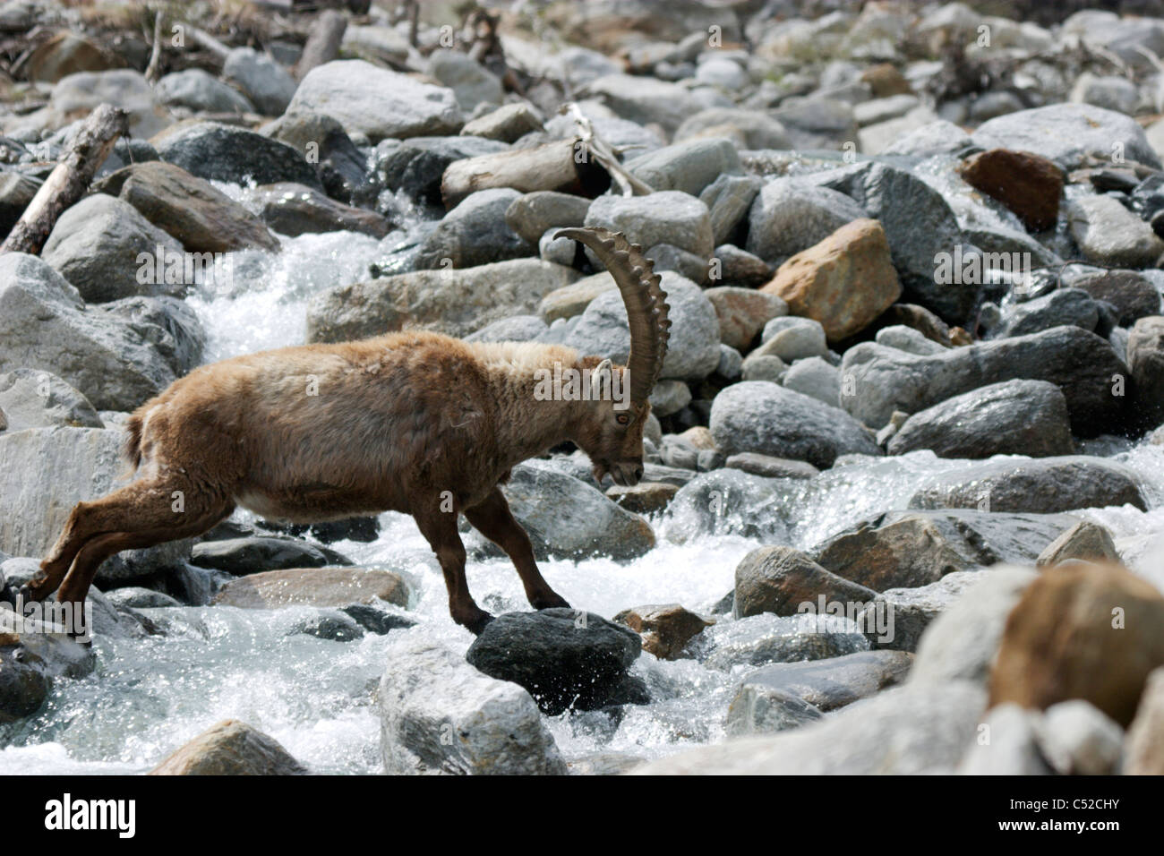 Alpine ibex (Capra ibex Stock Photo - Alamy